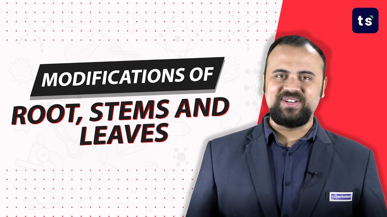 Modifications of roots, stems and leaves | Biology | Root | Stem ...