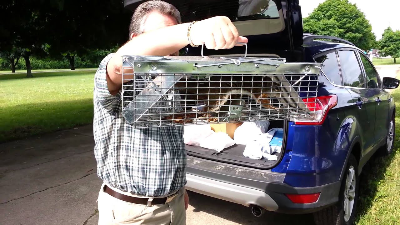 Releasing squirrel - YouTube