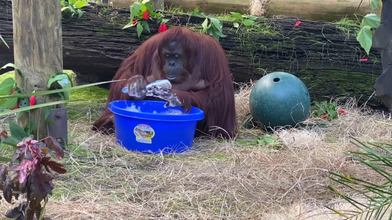 Corona Viruses effect in the world | Simpanji washing hands | Cute ...