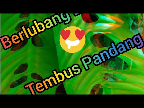 JANDA KEMBANG YANG BERLUBANG LUBANG