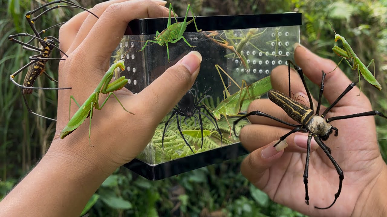 Hunting insect and Spider | Golden orb Spider , Praying Mantis ...