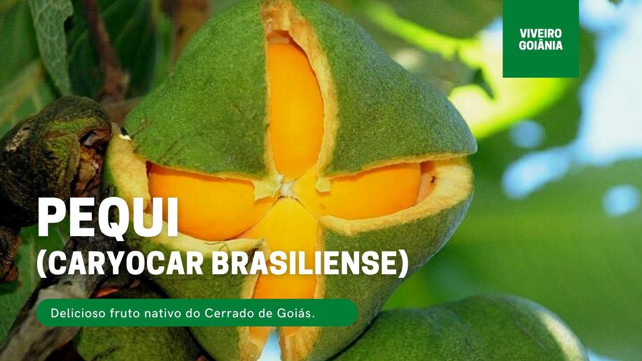 Mudas de Pequi Goiano (Caryocar brasiliense) - YouTube