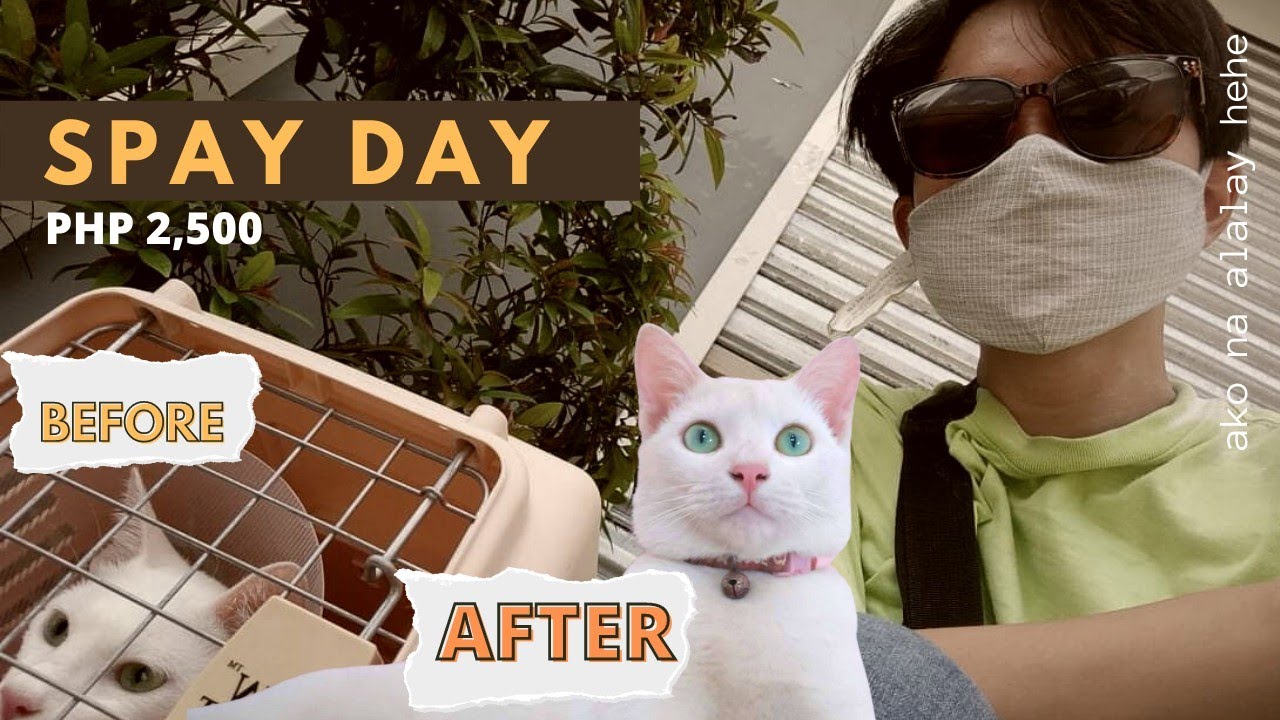 Spay day ng aming Female Cat na si Mogi #Philippines - YouTube