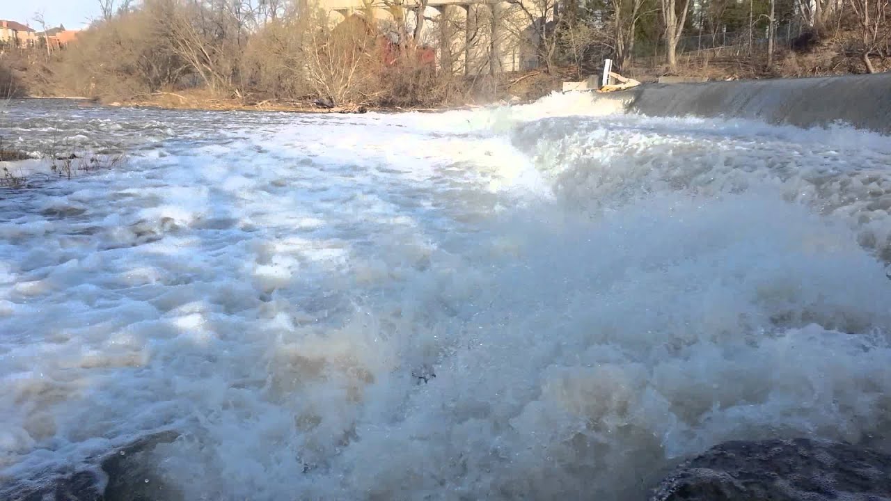 Rainbow Trout Jumping in River HD (Steelhead) - YouTube