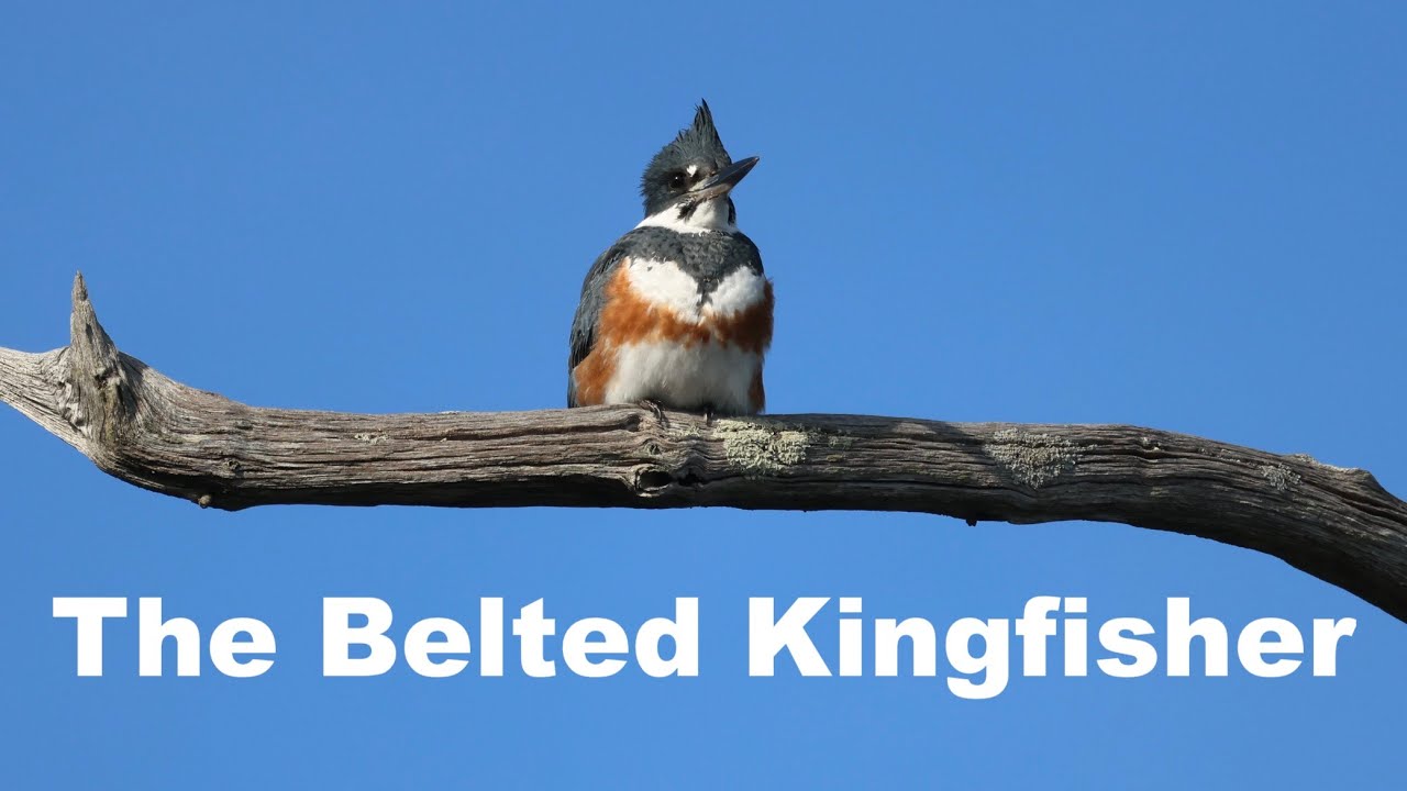 Belted Kingfisher Beating a Fish! - YouTube