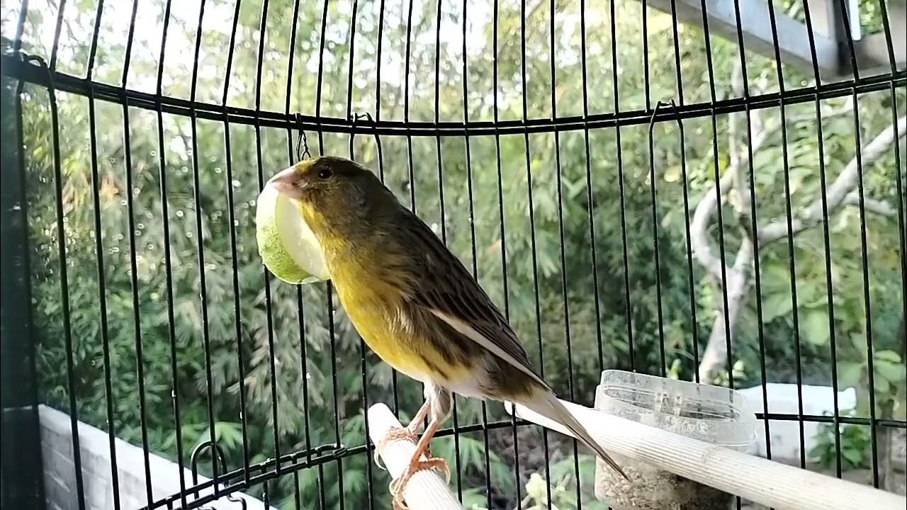 Canary Activities - Eating Cucumbers Canary's Favorite - YouTube