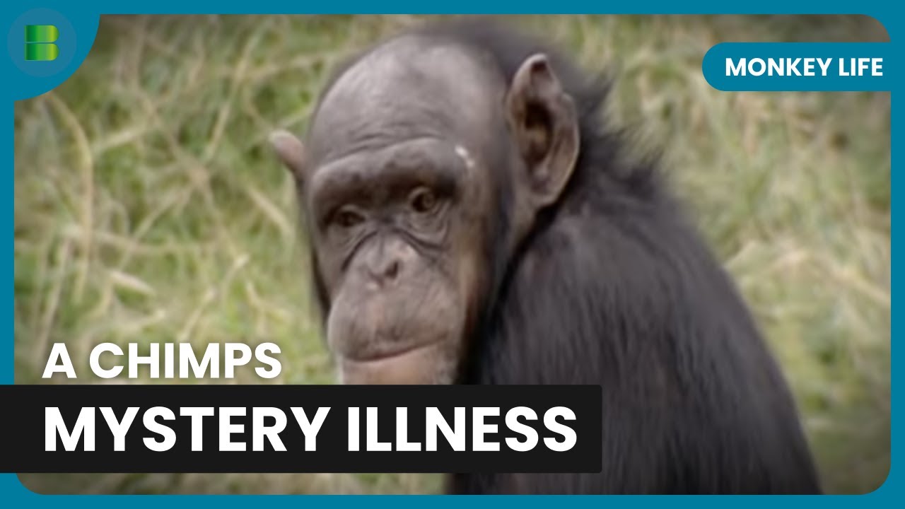 Chimps Mystery Illness Solved? - Monkey Life - S01 EP08 - Documentary ...
