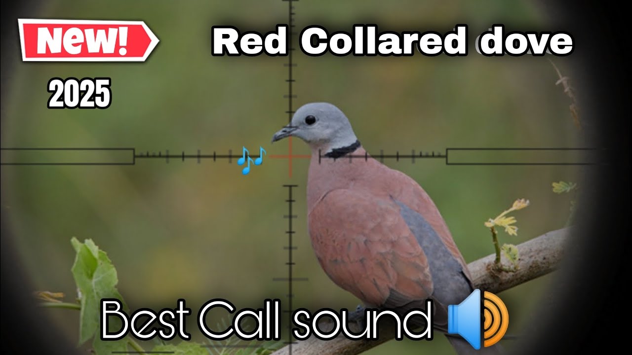 Red Collared dove Best call sound 2025 🔊🔊🔊 - YouTube
