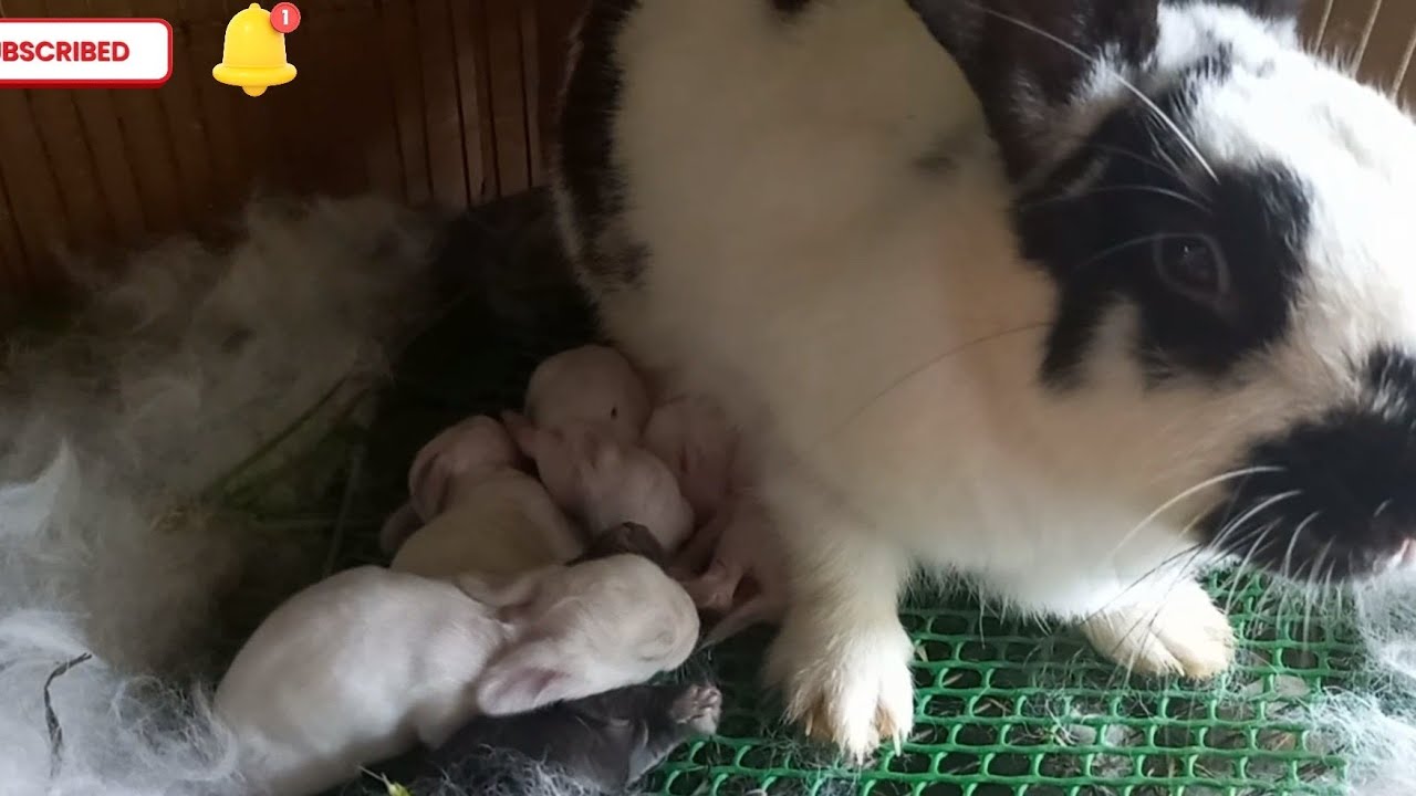 Nesting and Kindling#rabbit - YouTube