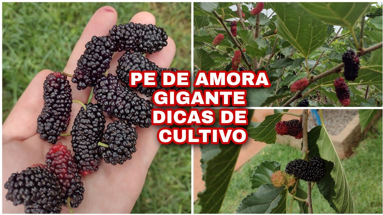 AMORA GIGANTE PORTUGUESA/ Dicas de CULTIVO/ PÉ DE AMORA GIGANTE ...
