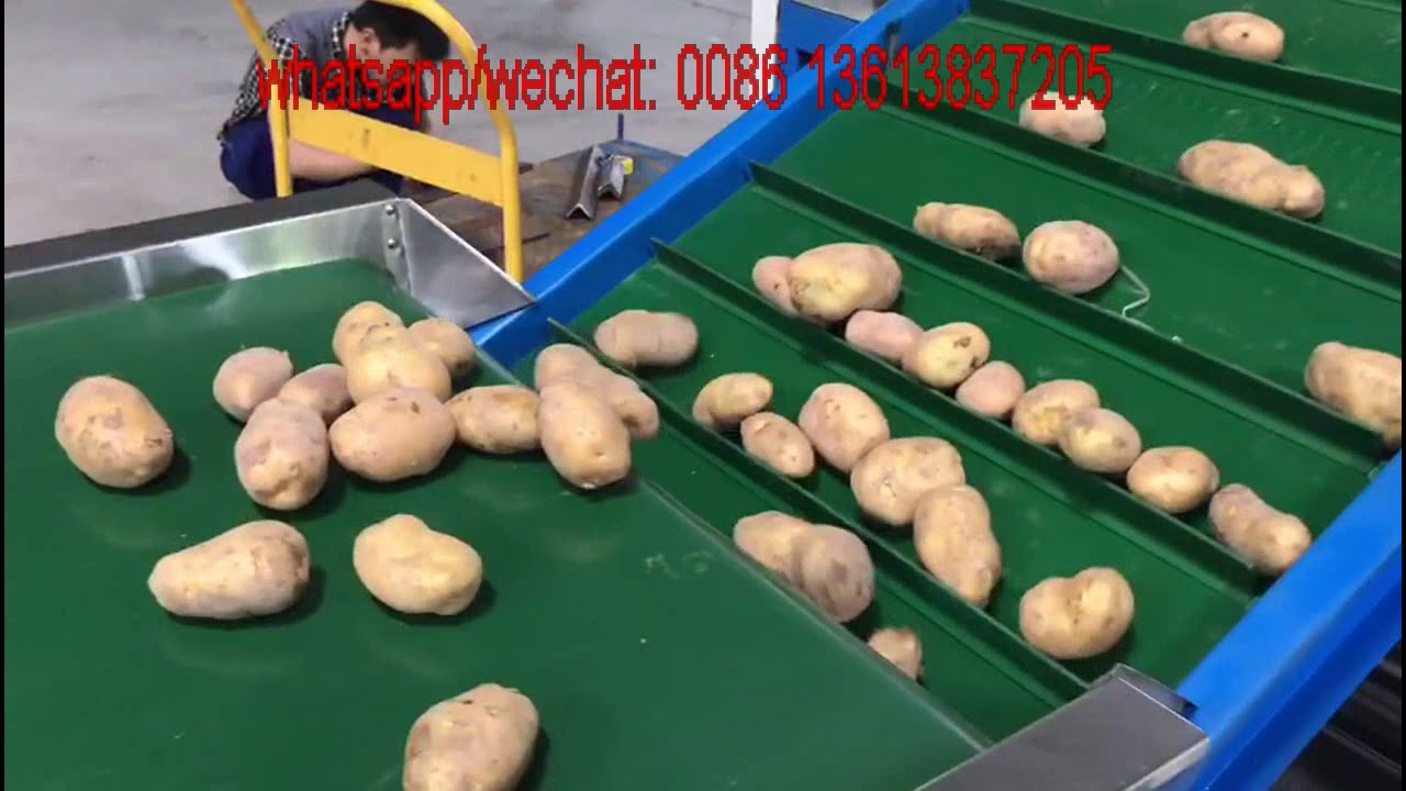 potato grading machine, potato processing machiney - YouTube