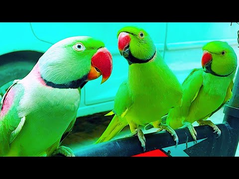 Buth pyara bolny waly Toty🥀 Indian Parrots 🍂