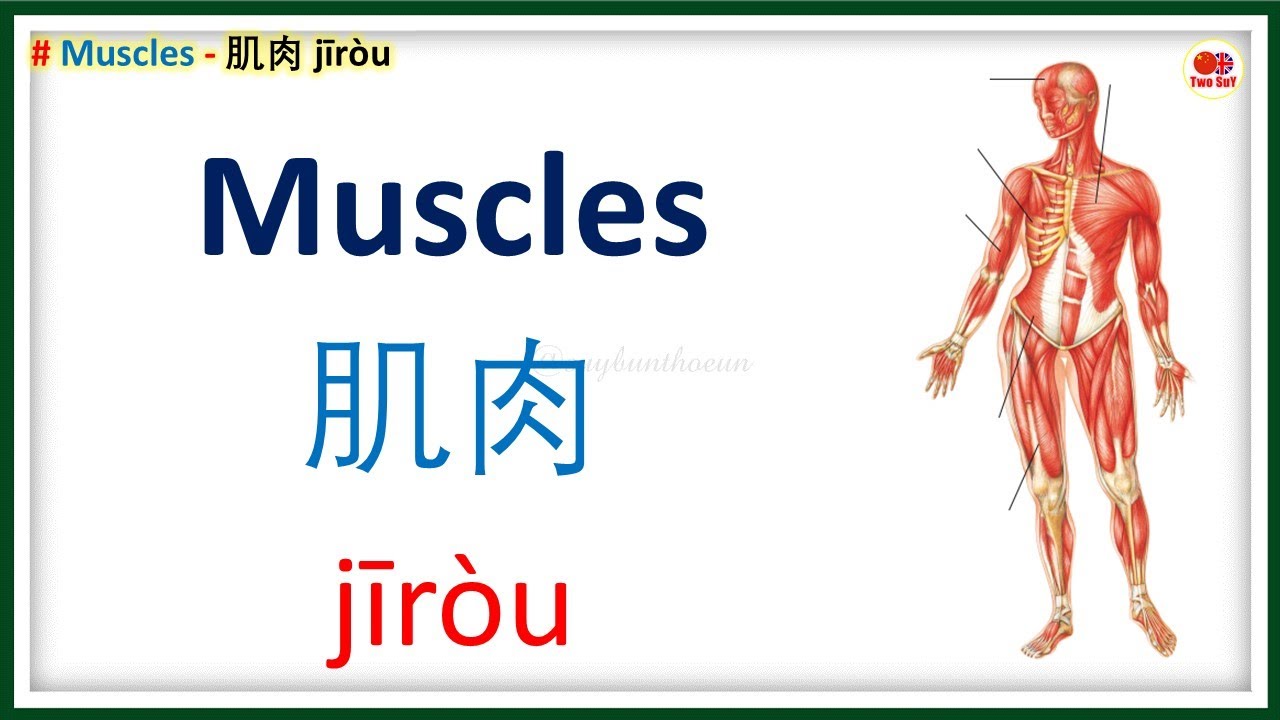 Ep05. Muscles 肌肉 jīròu | Learn chinese to english dictionary speaking ...