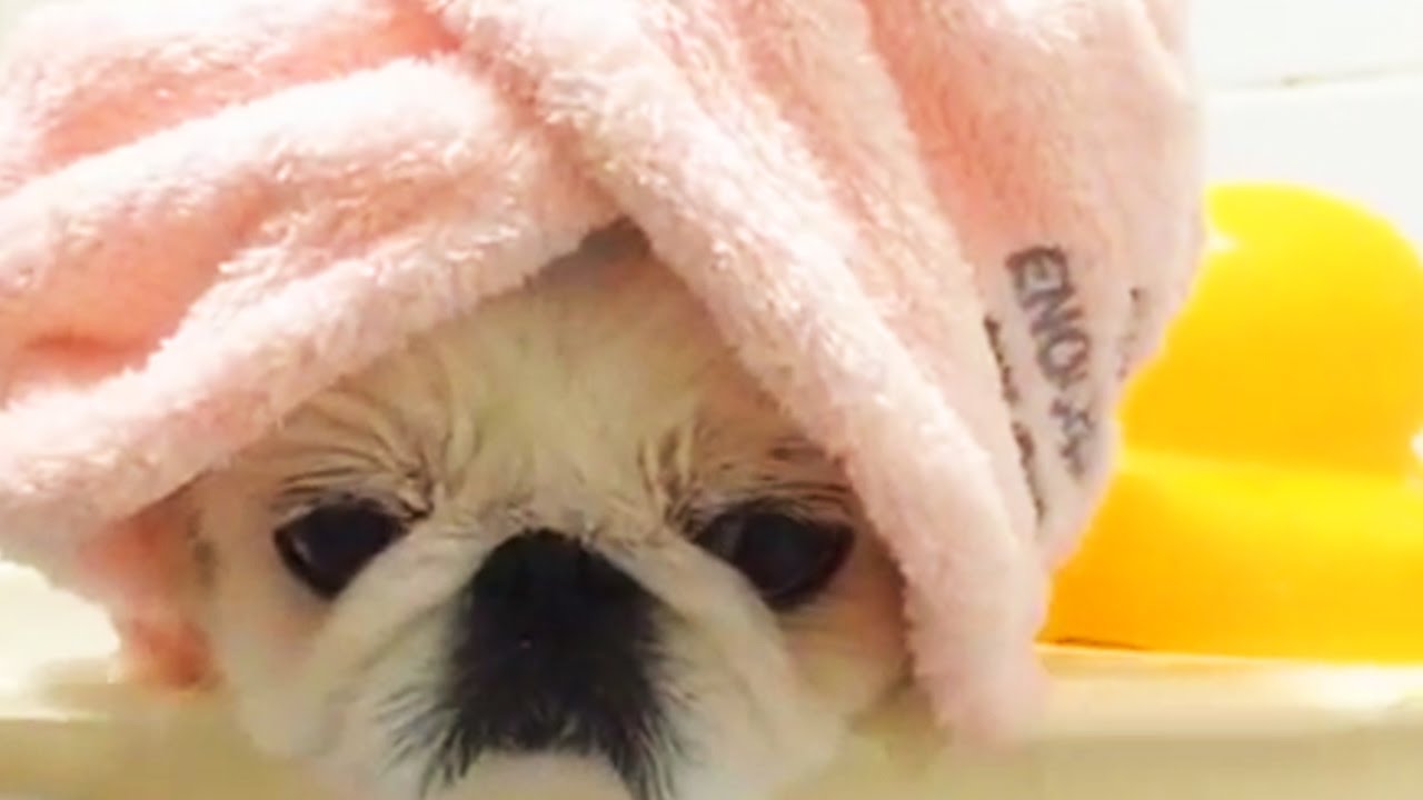 SPA PETS 2017 🙀 🐶 ANIMALS IN SPA [Funny Pets] - YouTube