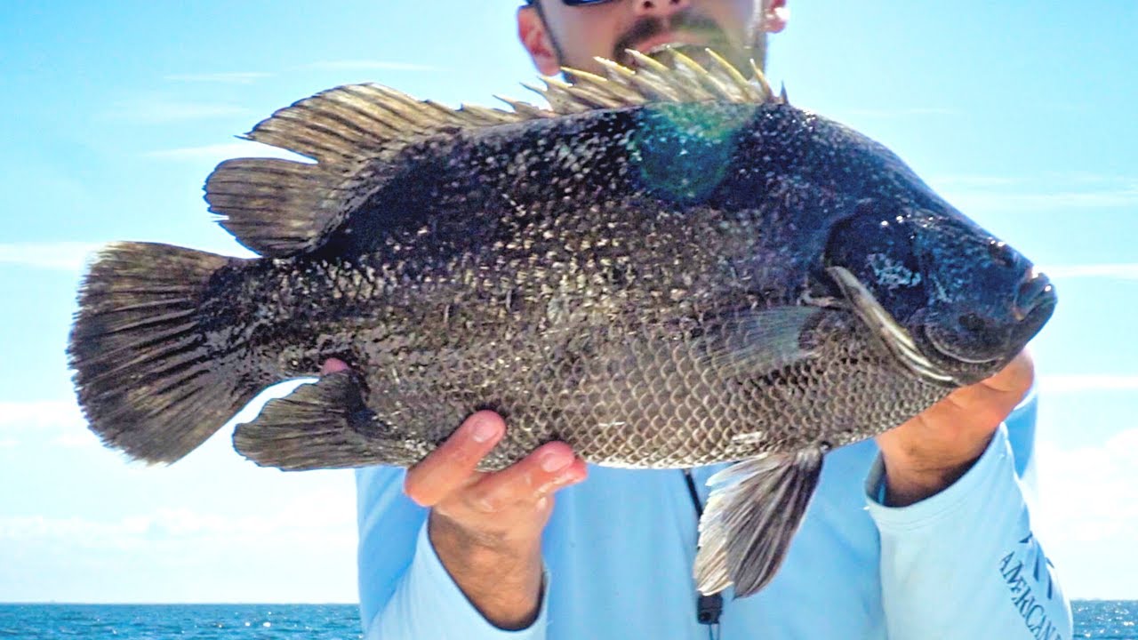 Catching the BEST Tasting Fish - Sight Fishing Tripletail on Crab Trap ...
