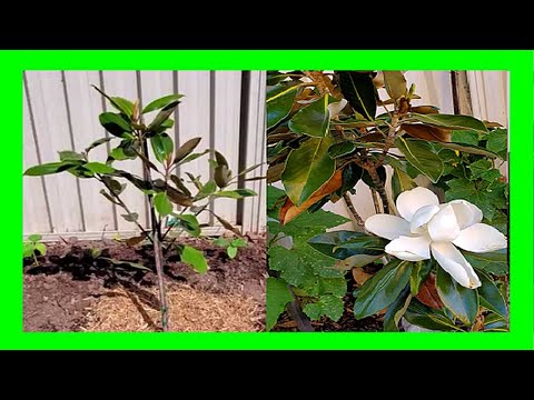 How To Plant A Magnolia Tree In The Ground