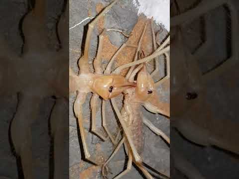 Camel Spider VS camel Spider Fight - YouTube