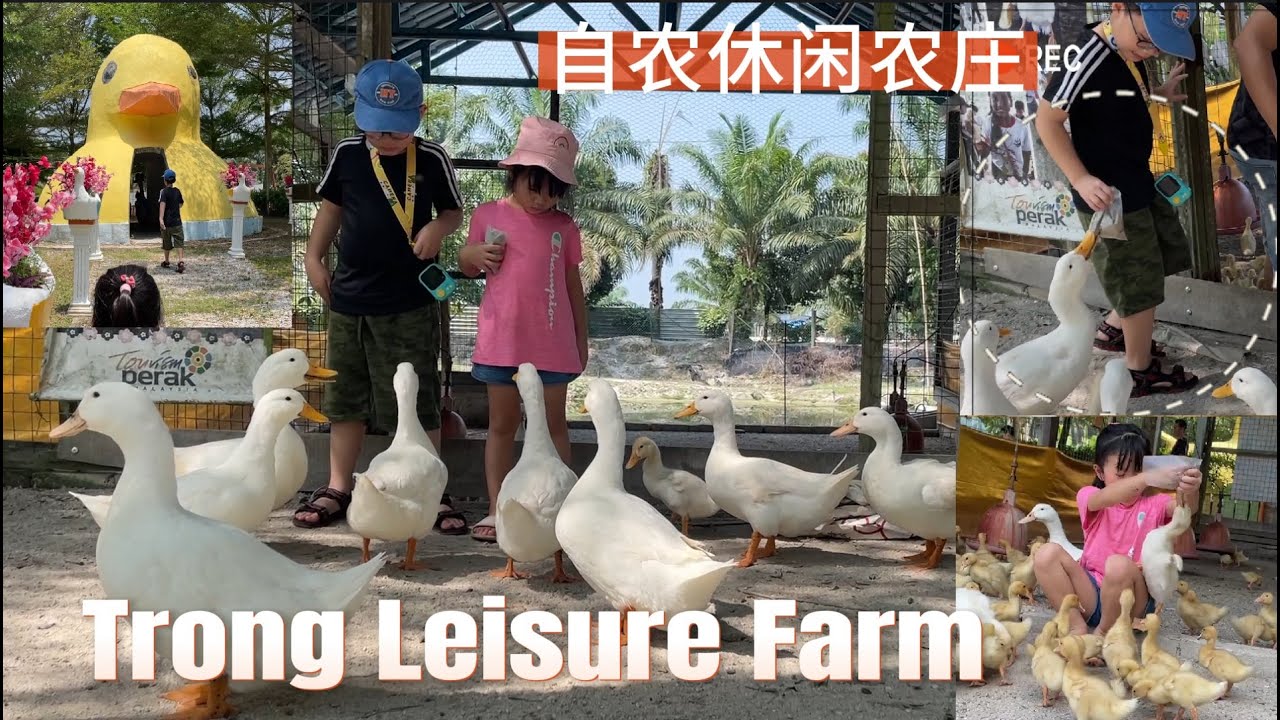 [ Perak ] Trong Leisure Farm 自农休闲农庄 | Duck Farm In Malaysia - YouTube