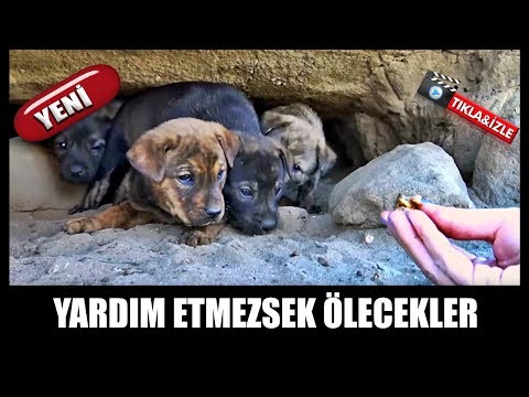 Ölüme terk edilen köpeklerin acı hikayesi :(