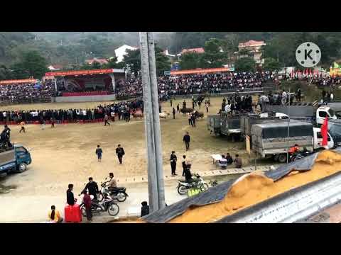 Trọi bò huyện Bảo Lâm tỉnh Cao Bằng 2024