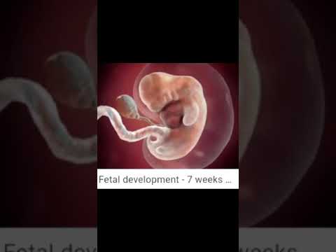 7th week pregnancy - YouTube