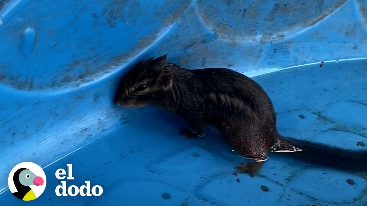 Chica rescata a una ardilla rayada de casi ahogarse