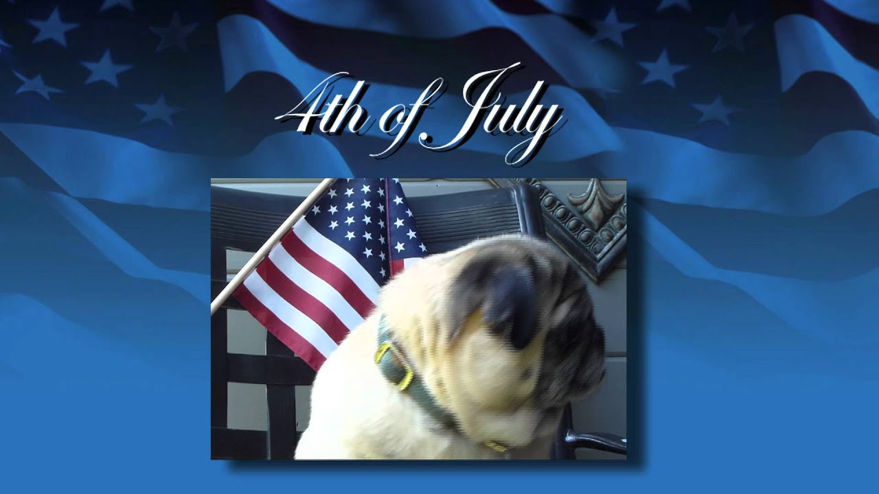 Max the Pug's 4th of July Message! - YouTube