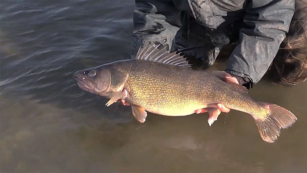 Walleye Tagging Final Year NDGNF – Fishing Dome