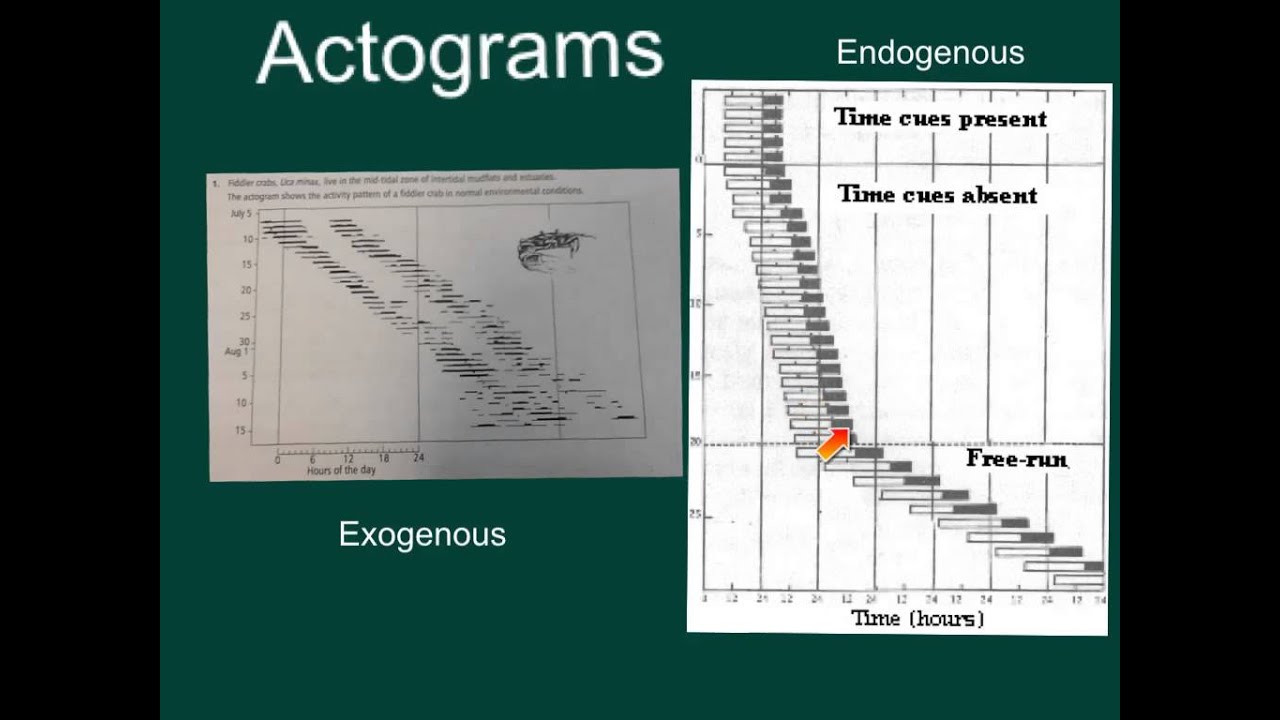 13Bio Actograms - YouTube