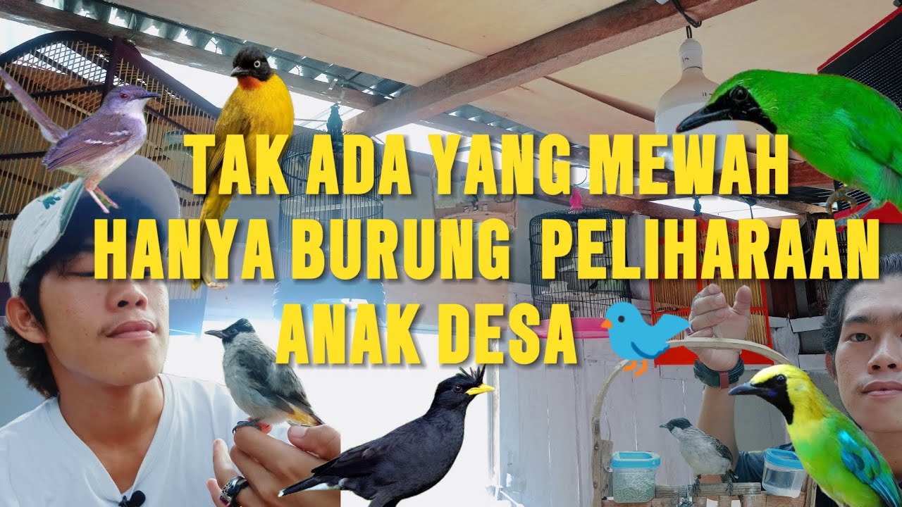 ANAK DESA YANG HOBI BURUNG🐦🤗 - YouTube