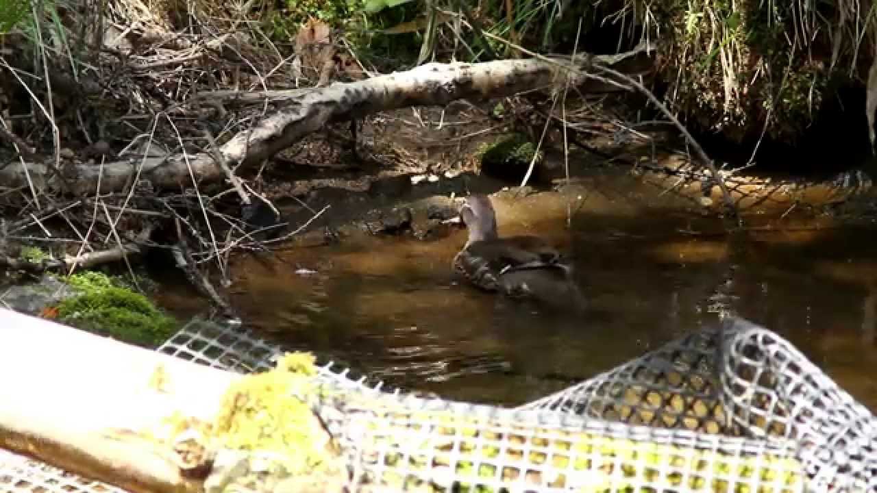 Mandarin duck female eat a frog (Aix galericulata) fullHD - YouTube
