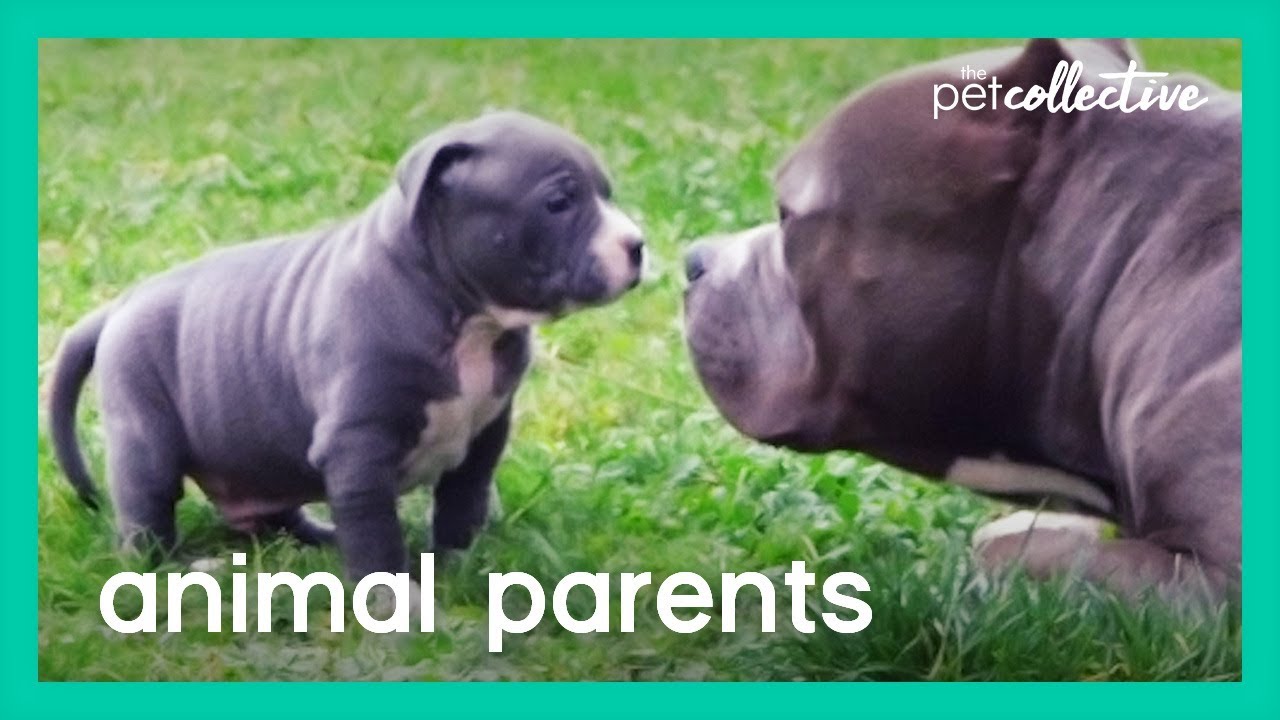 Animal Parents | The Pet Collective - YouTube