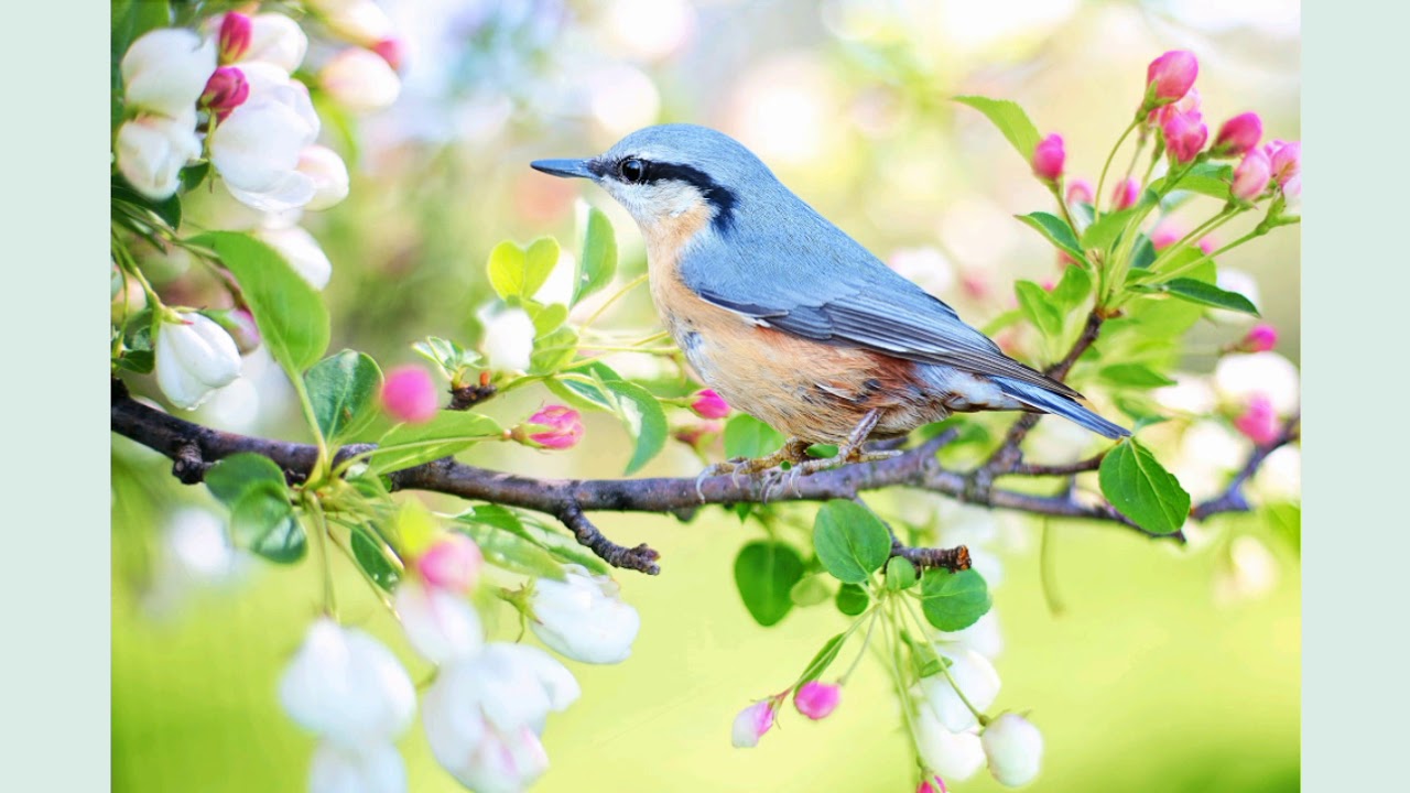spring birds singing the trees, light winds, relaxing nature sounds ...