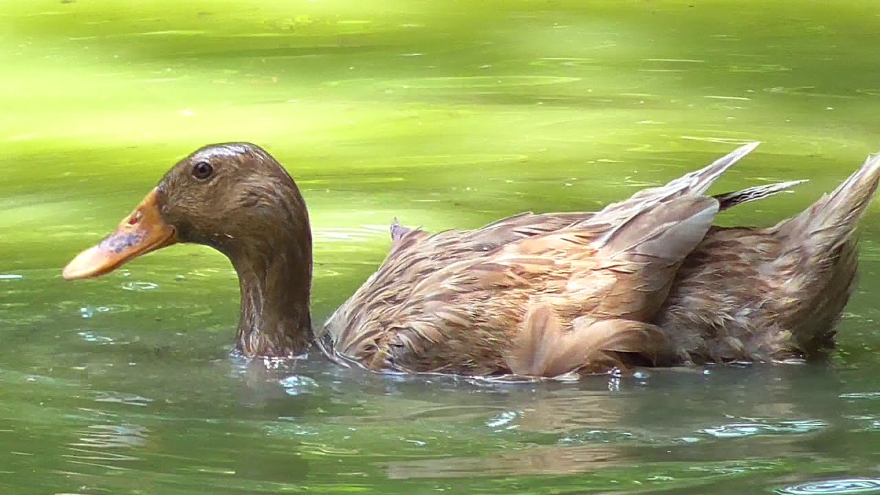 Duck busy to catching fish/high resolutions nature click - YouTube