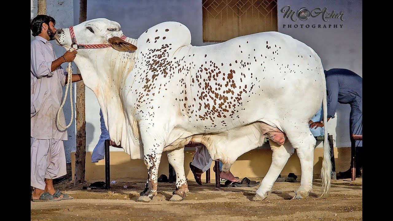 Afridi Cattle Farm || Fakhr E Cholistan || Mandi 2017/2018 - YouTube