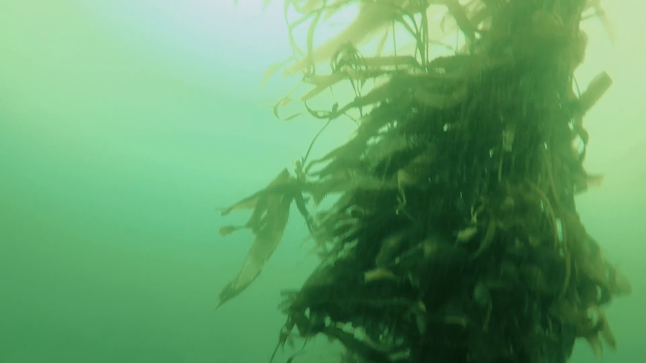 diving Breakwater Monterey Bay - YouTube