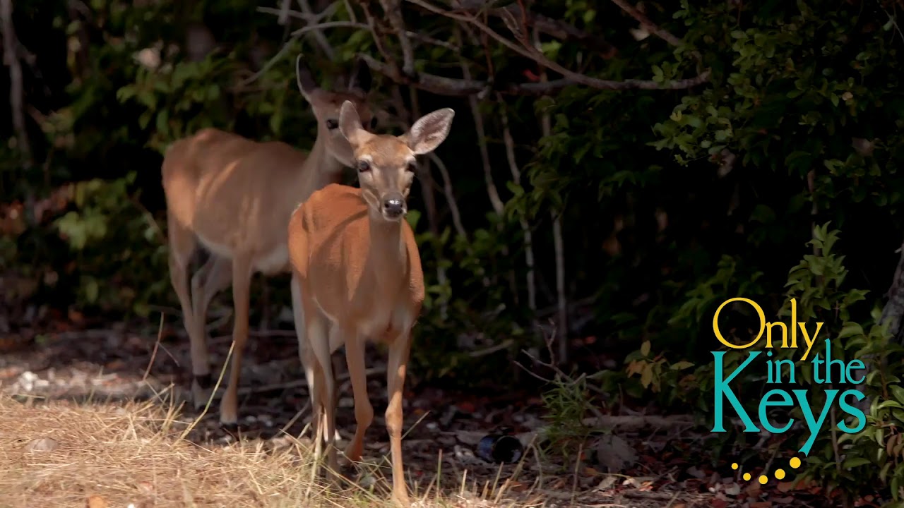 Only in the Keys: Explore Wildlife Sanctuaries - YouTube