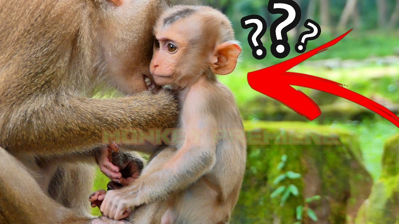 Most Adorable! Little Monkey Luno Relaxes with Mommy Luna for a Cozy ...