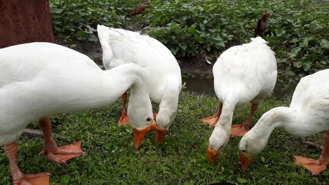 ANGSA DAN AYAM KOMPAK.... - YouTube