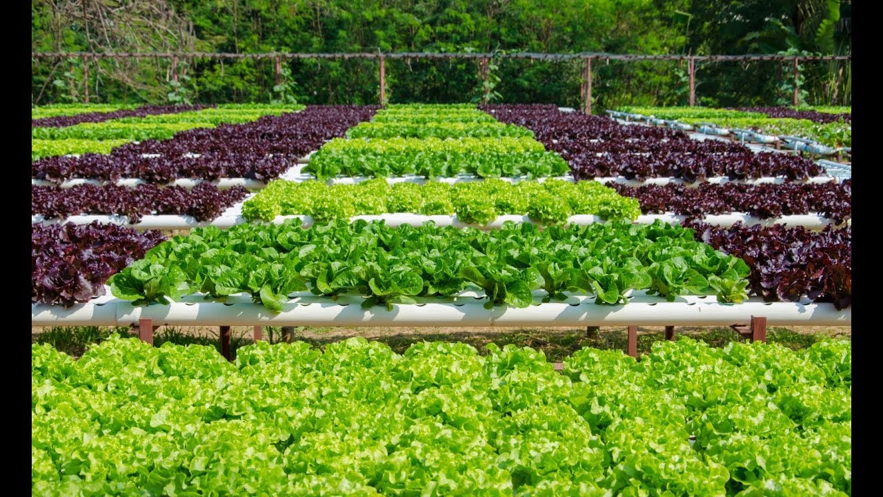 Huertos De Frutas Y Verduras El Club De Los Huertos Caseros | Domingo