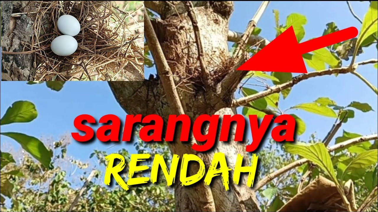 SARANG BURUNG PERKUTUT DI POHON JATI - YouTube