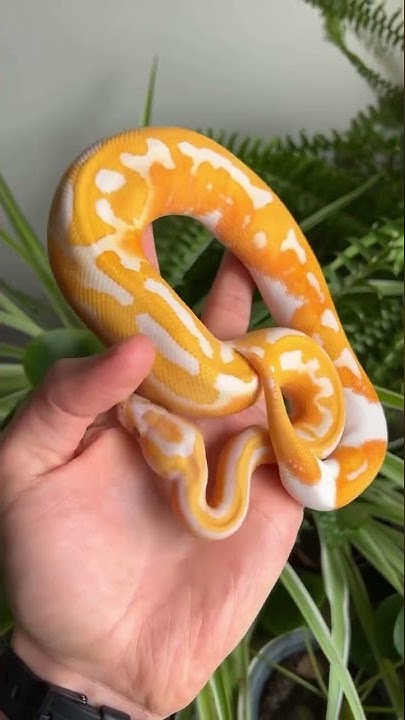 Ball Python Genetics Projects - Dreamsicle - YouTube