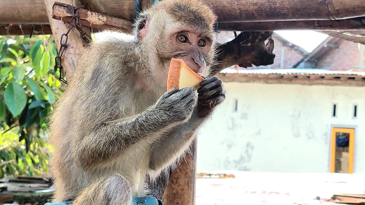 MONYET MAKAN ROTI monkey eats bread , Monyet Makan Pisang Di Hutan ...
