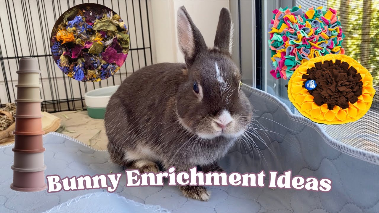 Bunny Enrichment Ideas - YouTube