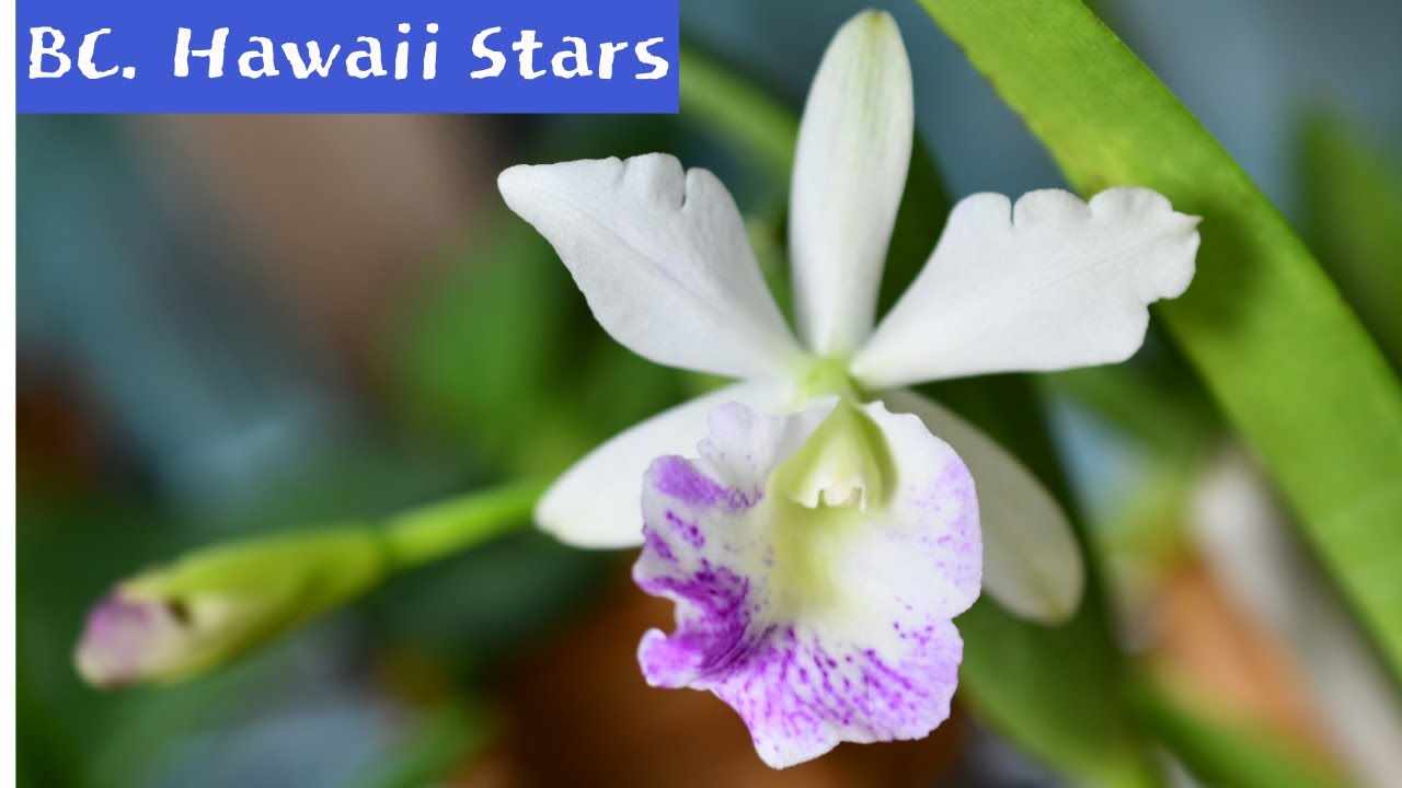 어쩌다 난사랑, Bc Hawaii Stars 이야기! - YouTube