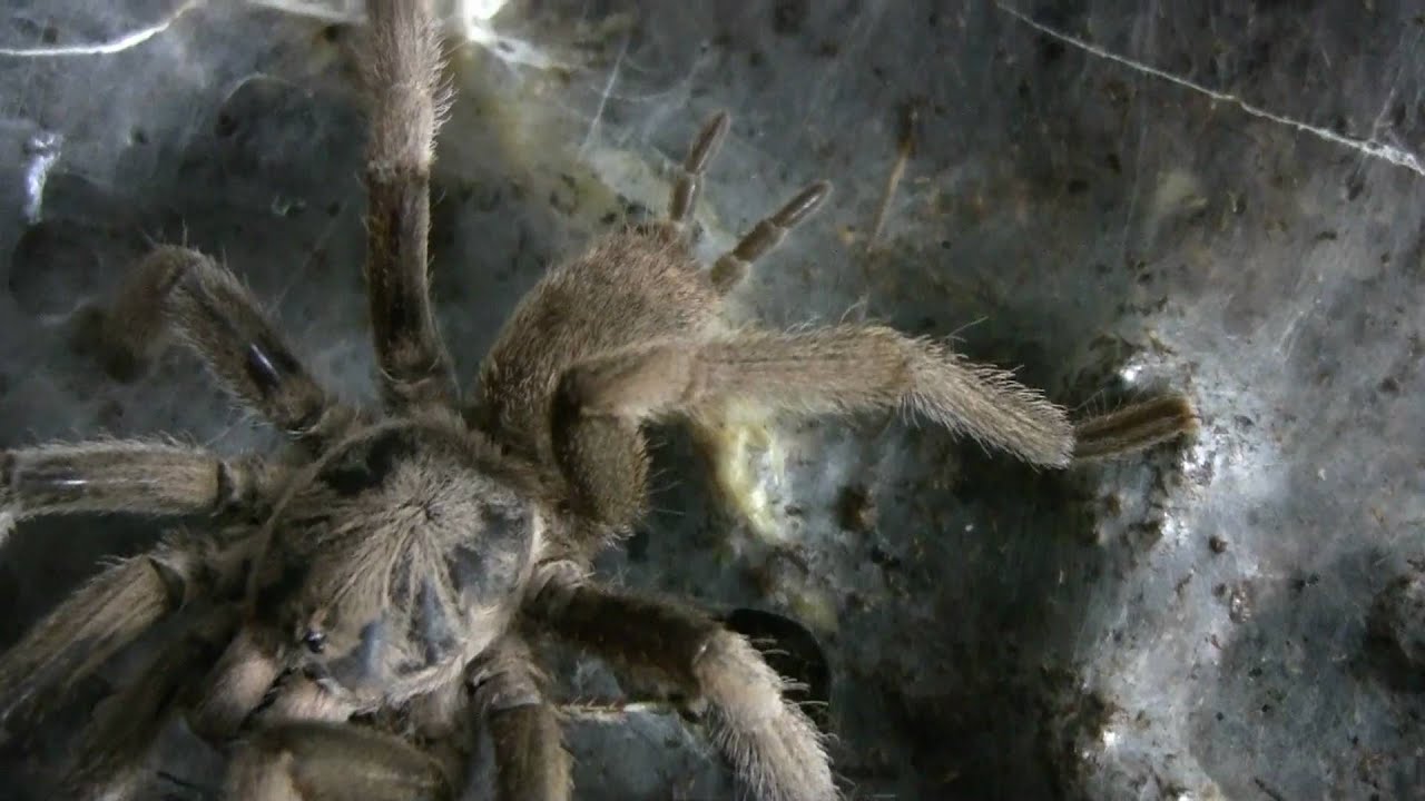 Phlogius Sarina - 100mm Mature Male - YouTube