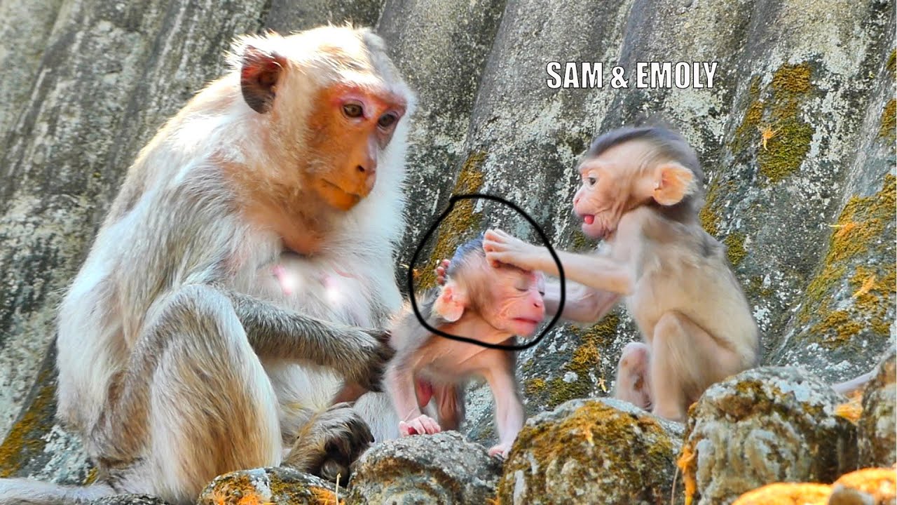 Looks so good🥰...Cute baby monkey EMOLY plays sweet with friend SAM ...