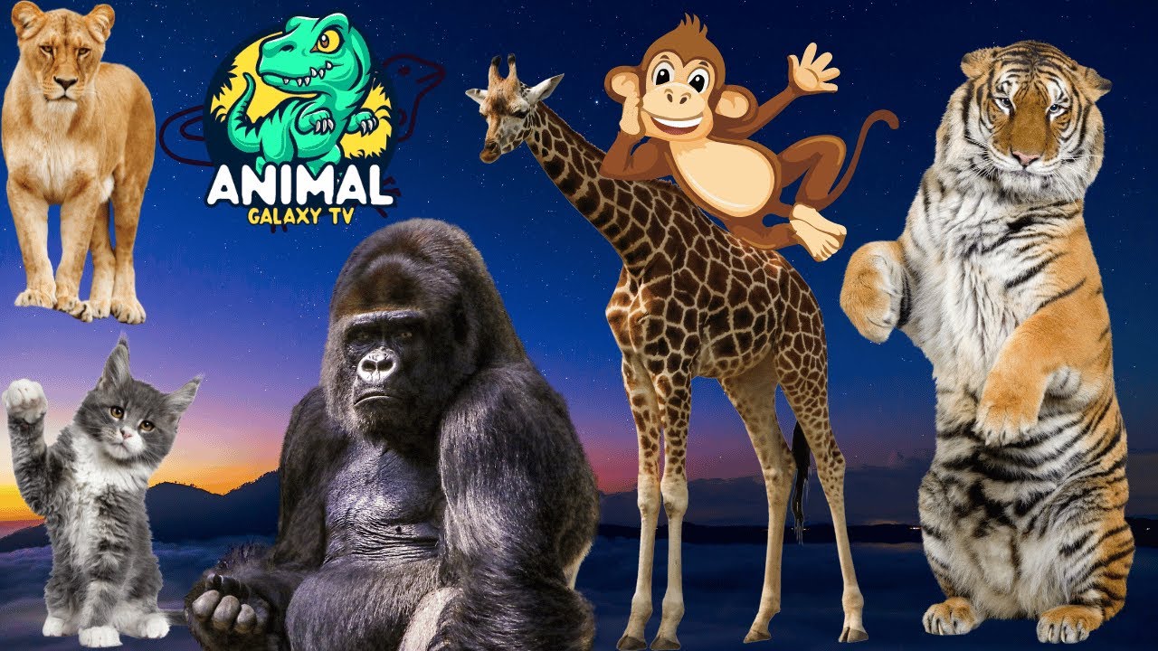 Wildlife In 4K - Amazing Scenes Of Animals | Animal Galaxy Tv - YouTube