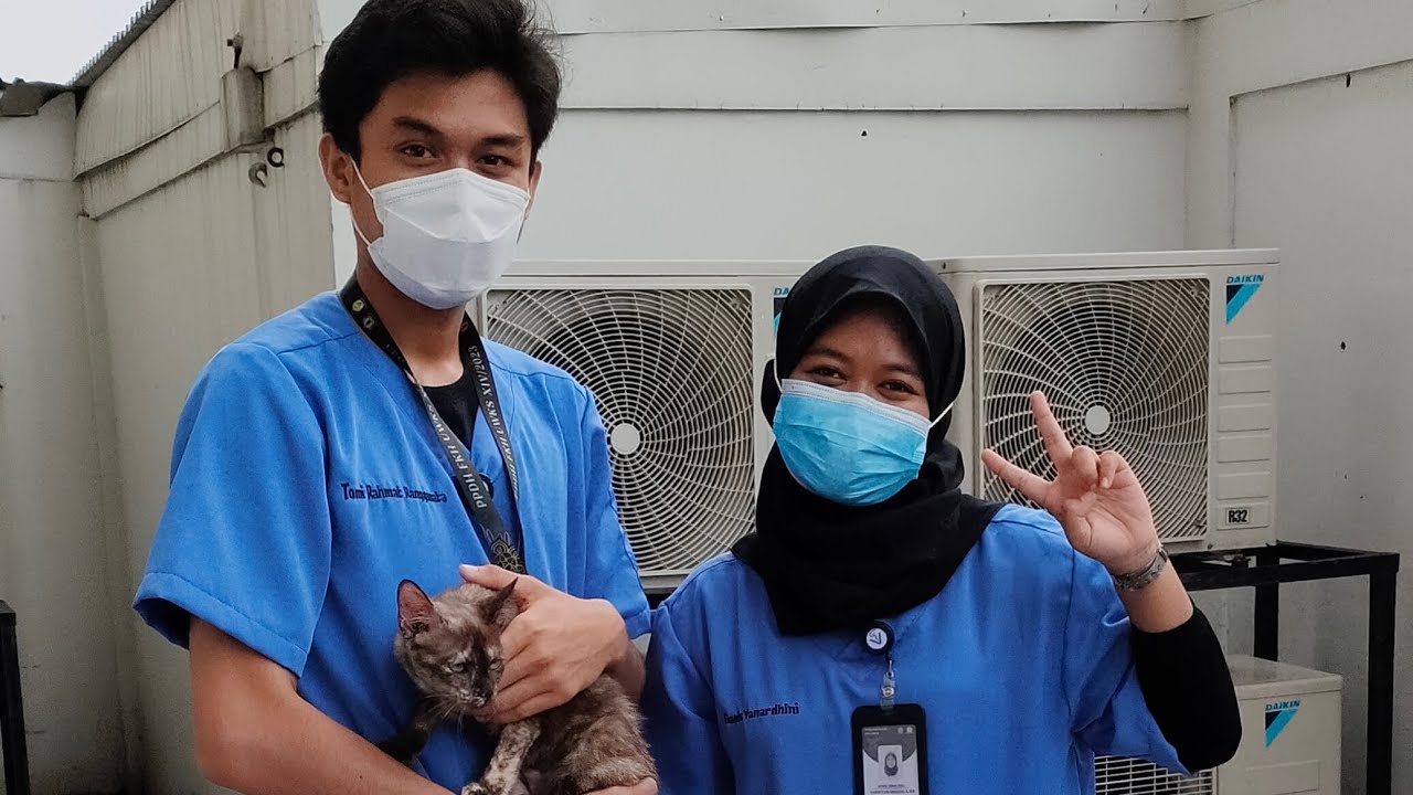 Enterotomy in cat - YouTube