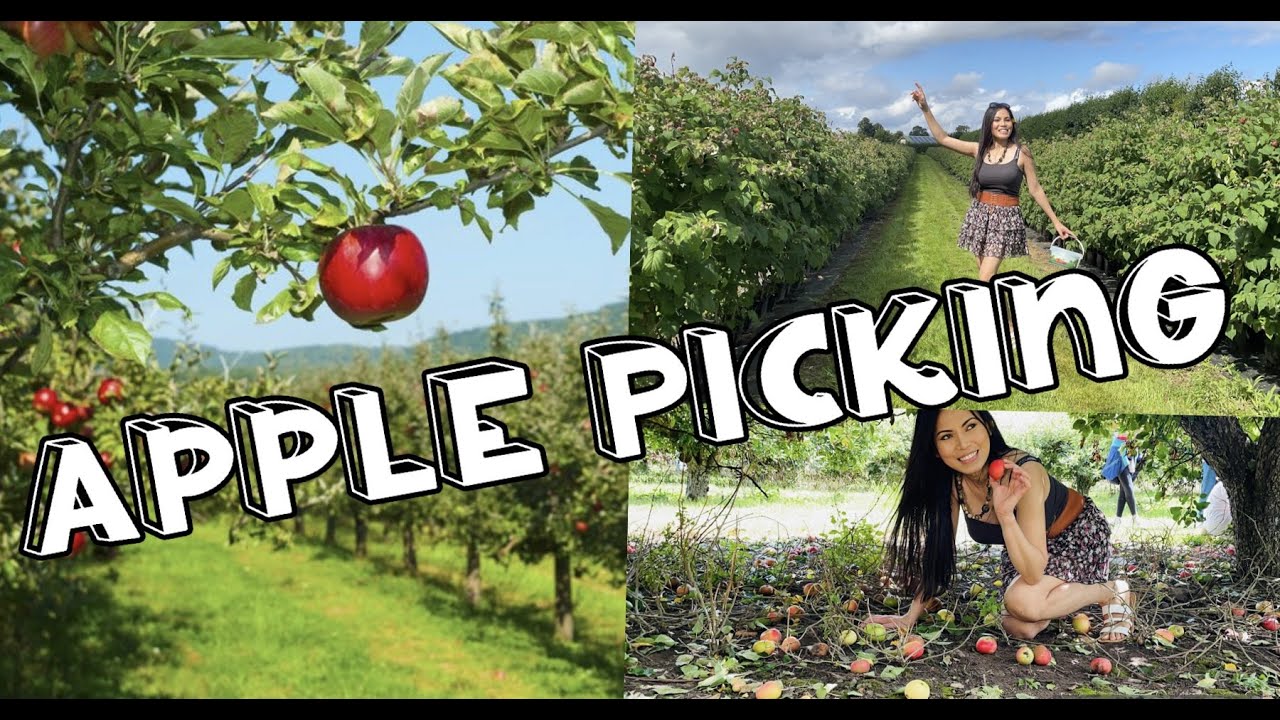 I climbed the Apple tree | Apple Picking at Copas Farm Part I Pick your ...